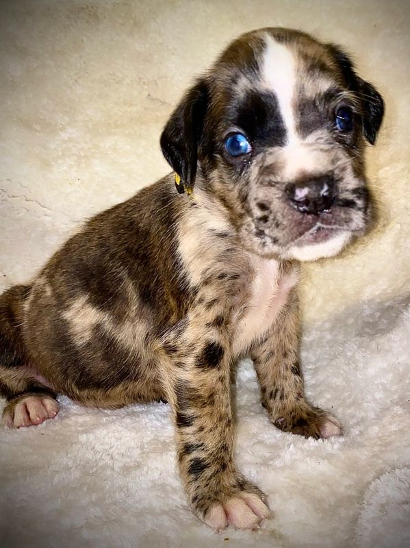 Willow Rose Boxers - Breeder Boxer, Puppies, Breeder, Dog