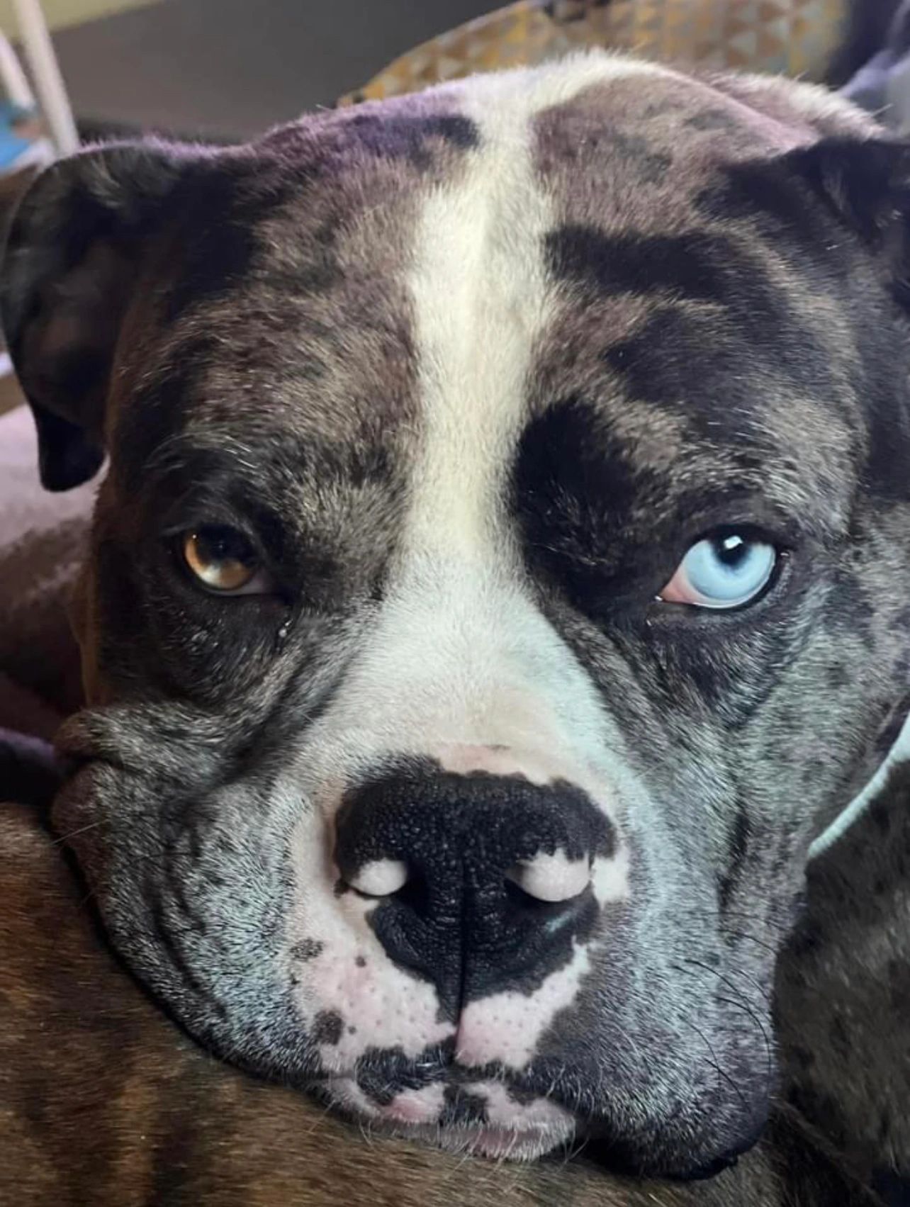 Willow Rose Boxers - Breeder Boxer, Puppies, Breeder, Dog