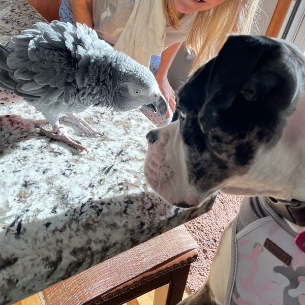 Willow Rose Boxers - Breeder Boxer, Puppies, Breeder, Dog