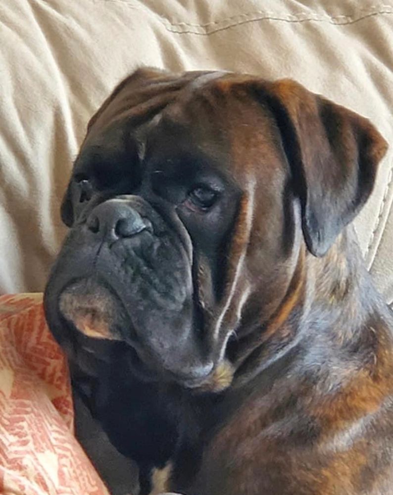 Willow Rose Boxers - Breeder Boxer, Puppies, Breeder, Dog