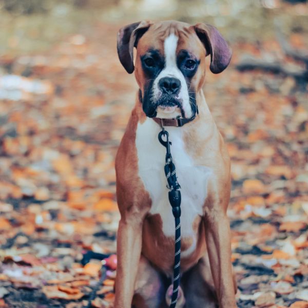 Willow Rose Boxers - Breeder Boxer, Puppies, Breeder, Dog