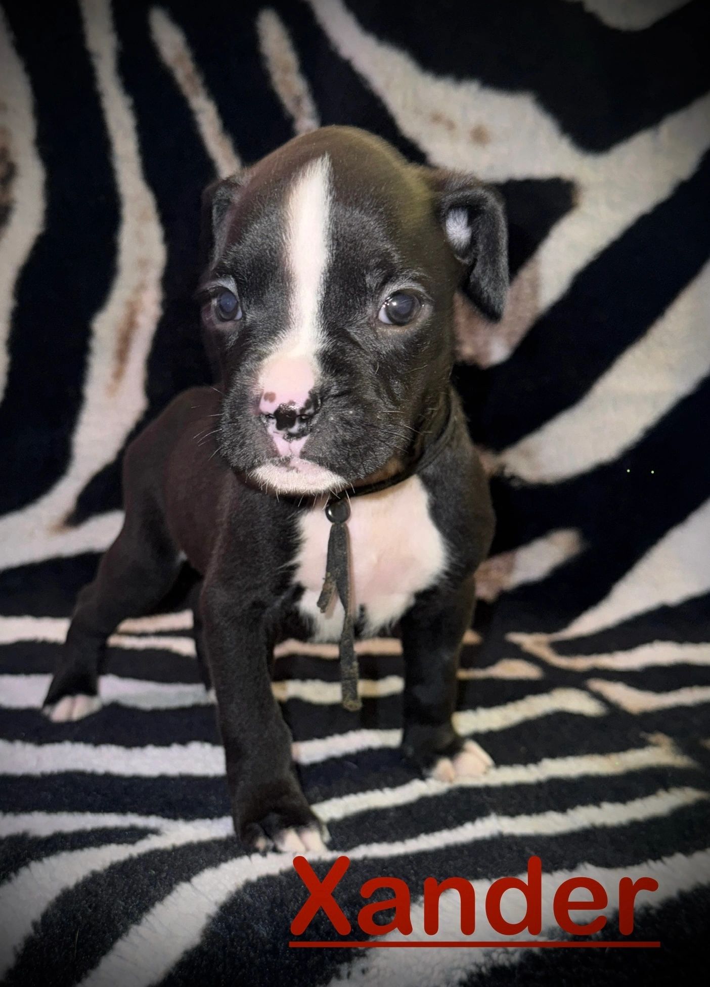 Willow Rose Boxers - Breeder Boxer, Puppies, Breeder, Dog