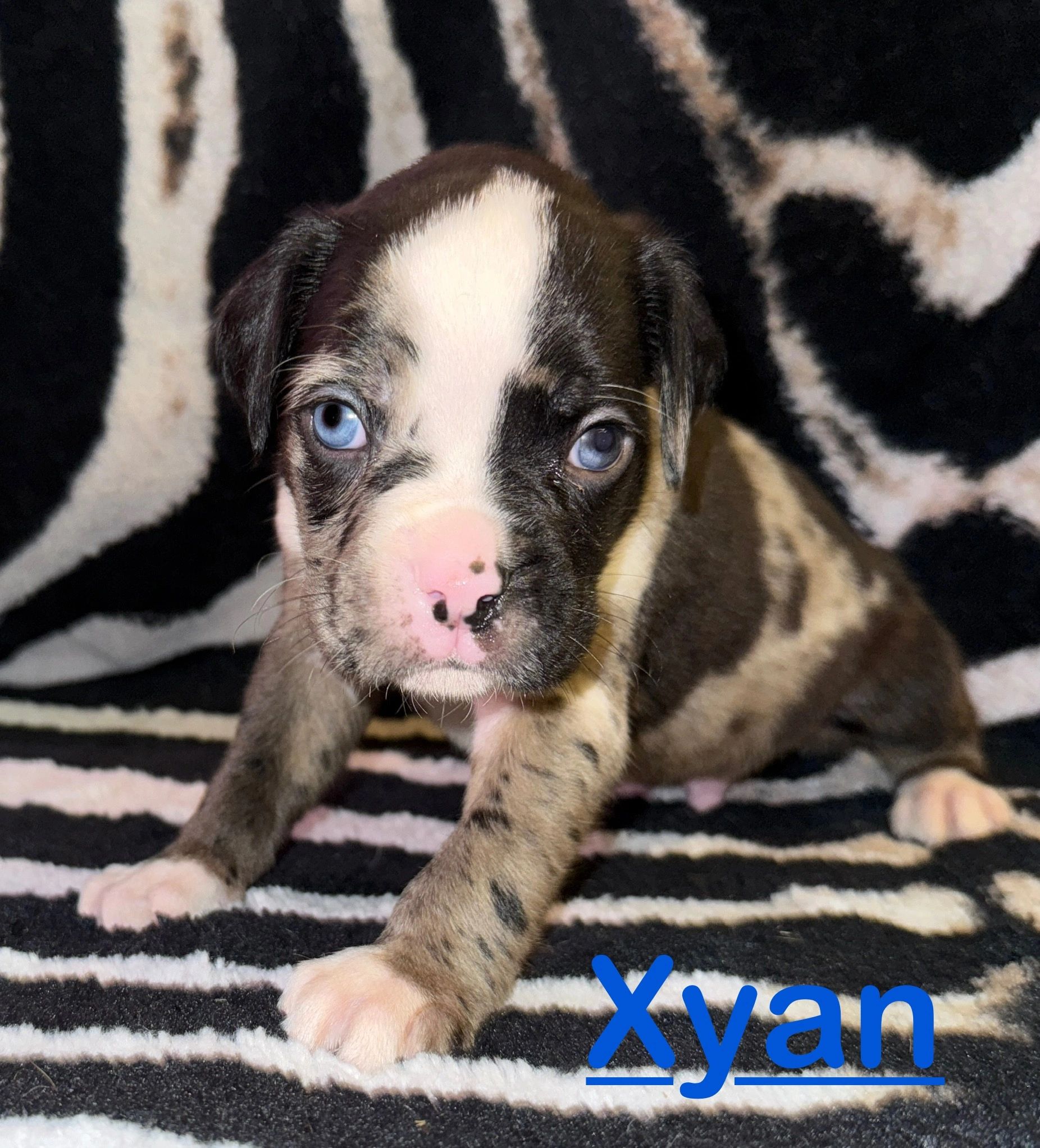 Willow Rose Boxers - Breeder Boxer, Puppies, Breeder, Dog