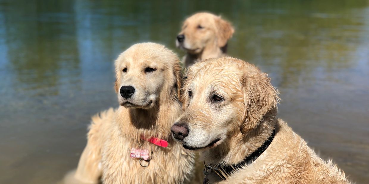 About | Blue Star Golden Retrievers