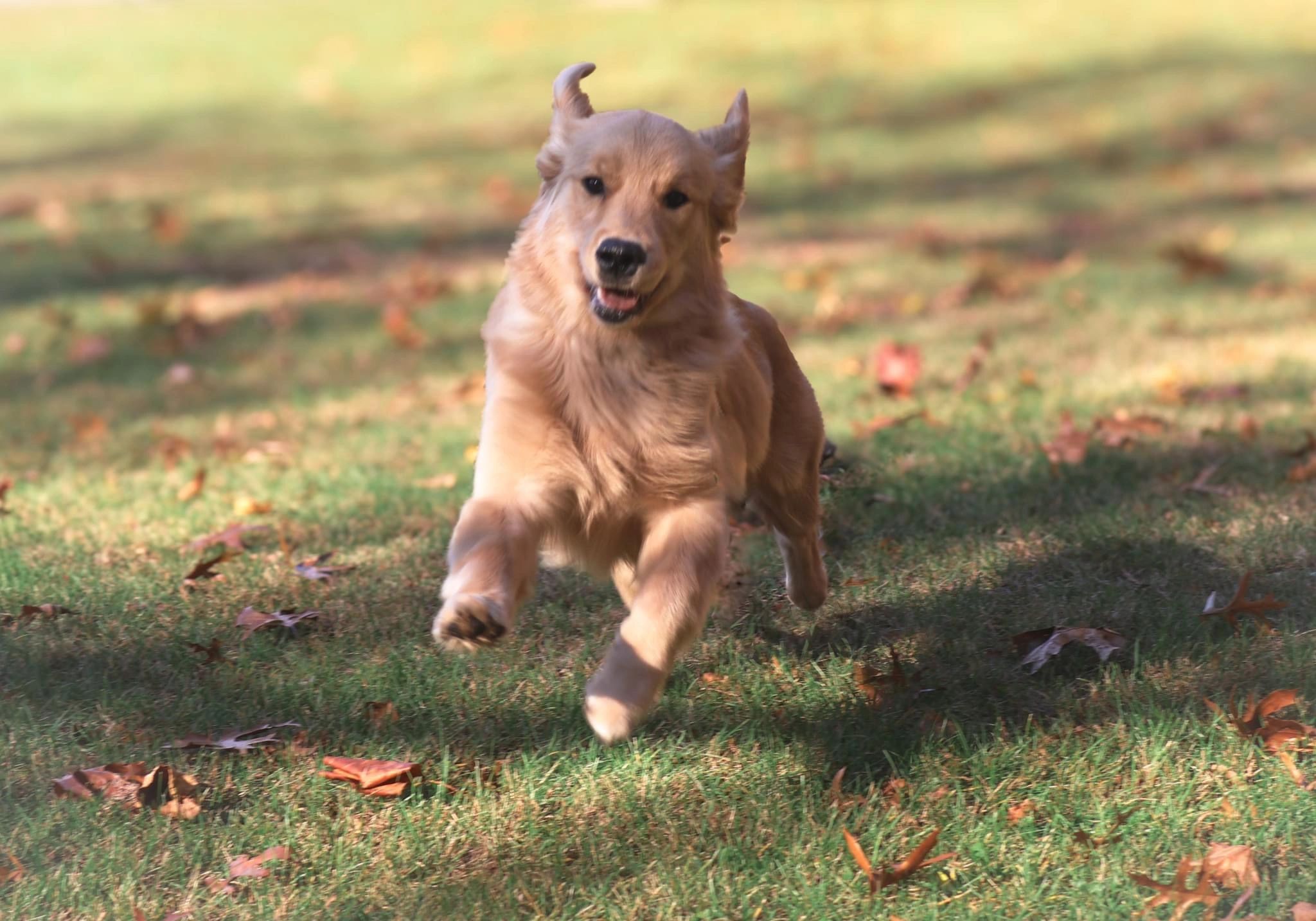 Gallery | Blue Star Golden Retrievers