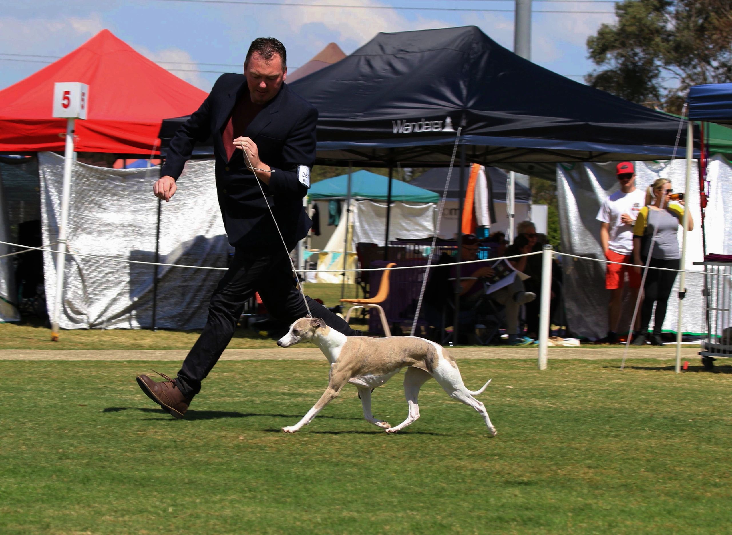 Lure Coursing | Parnew Whippets