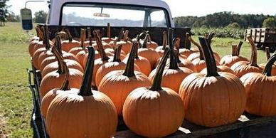 Pumpkin Patch | Bennett Farms
