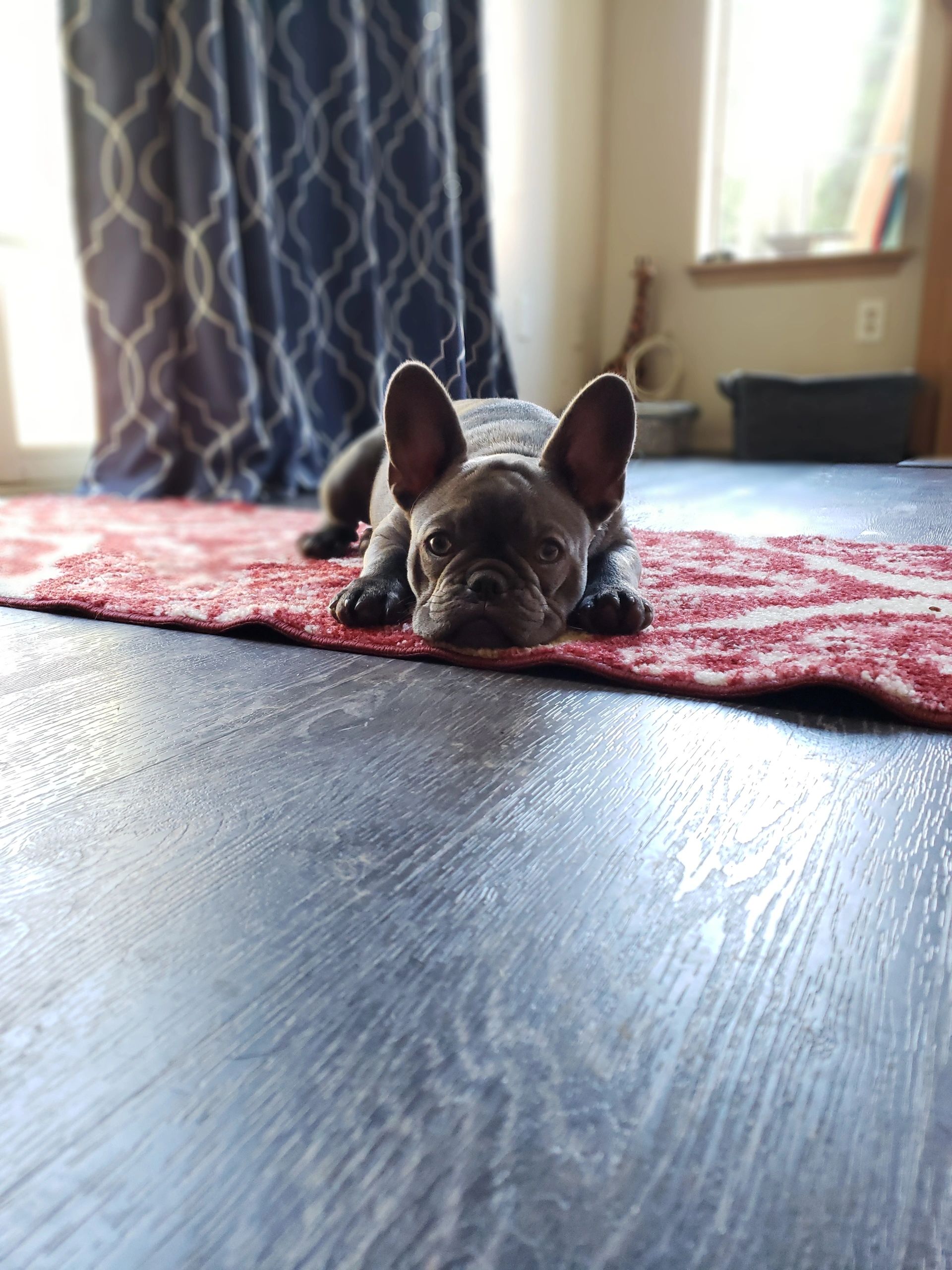 Frenchie Facts | AMOCAT BULLIES