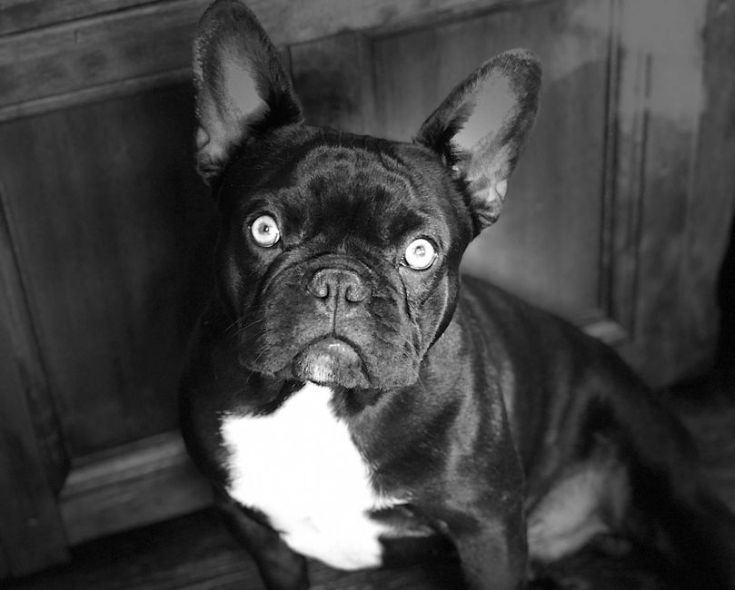 Frenchie Facts | AMOCAT BULLIES