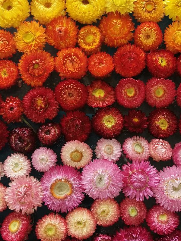 Side Farm Flowers in Rotherham, England