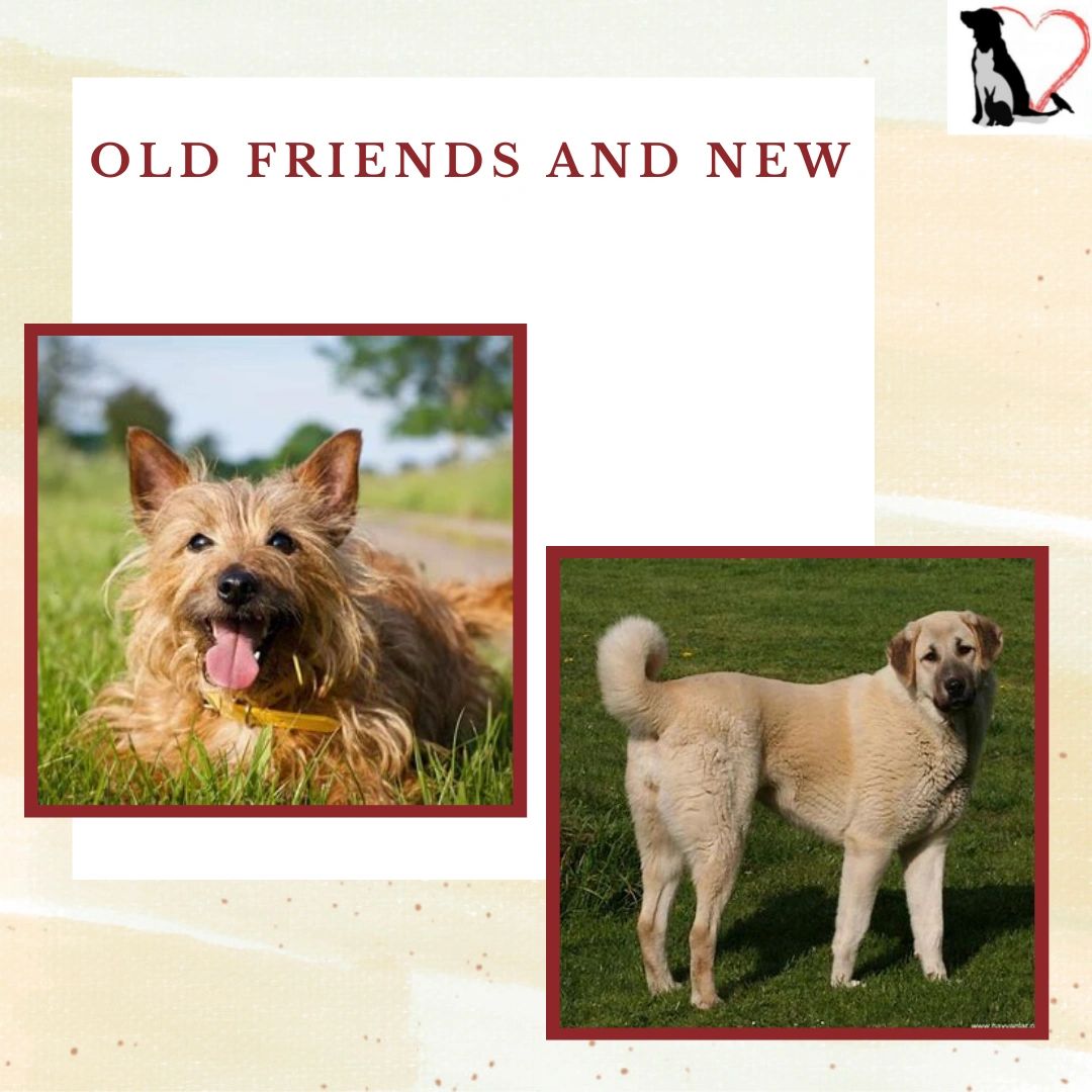 Old Friends and New