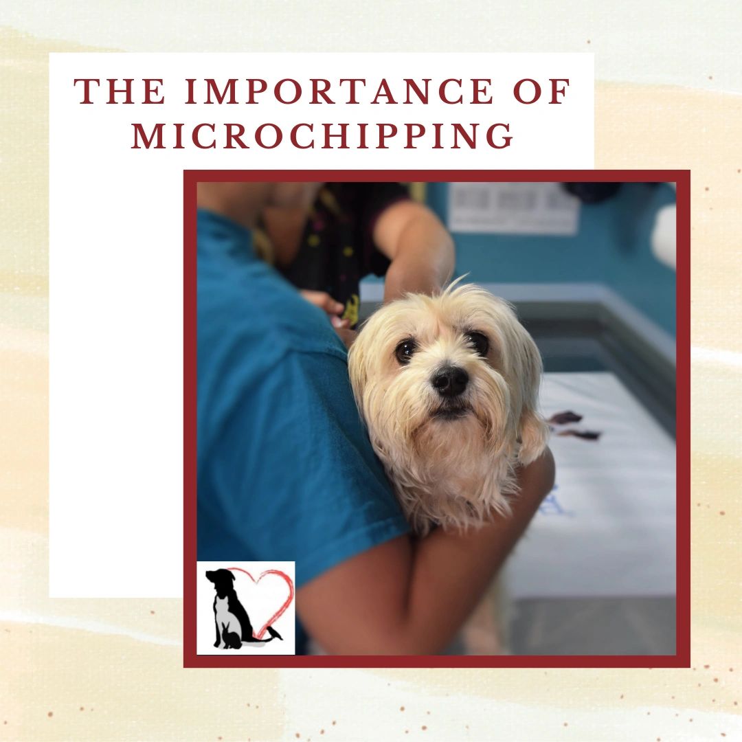 The Importance of Microchipping