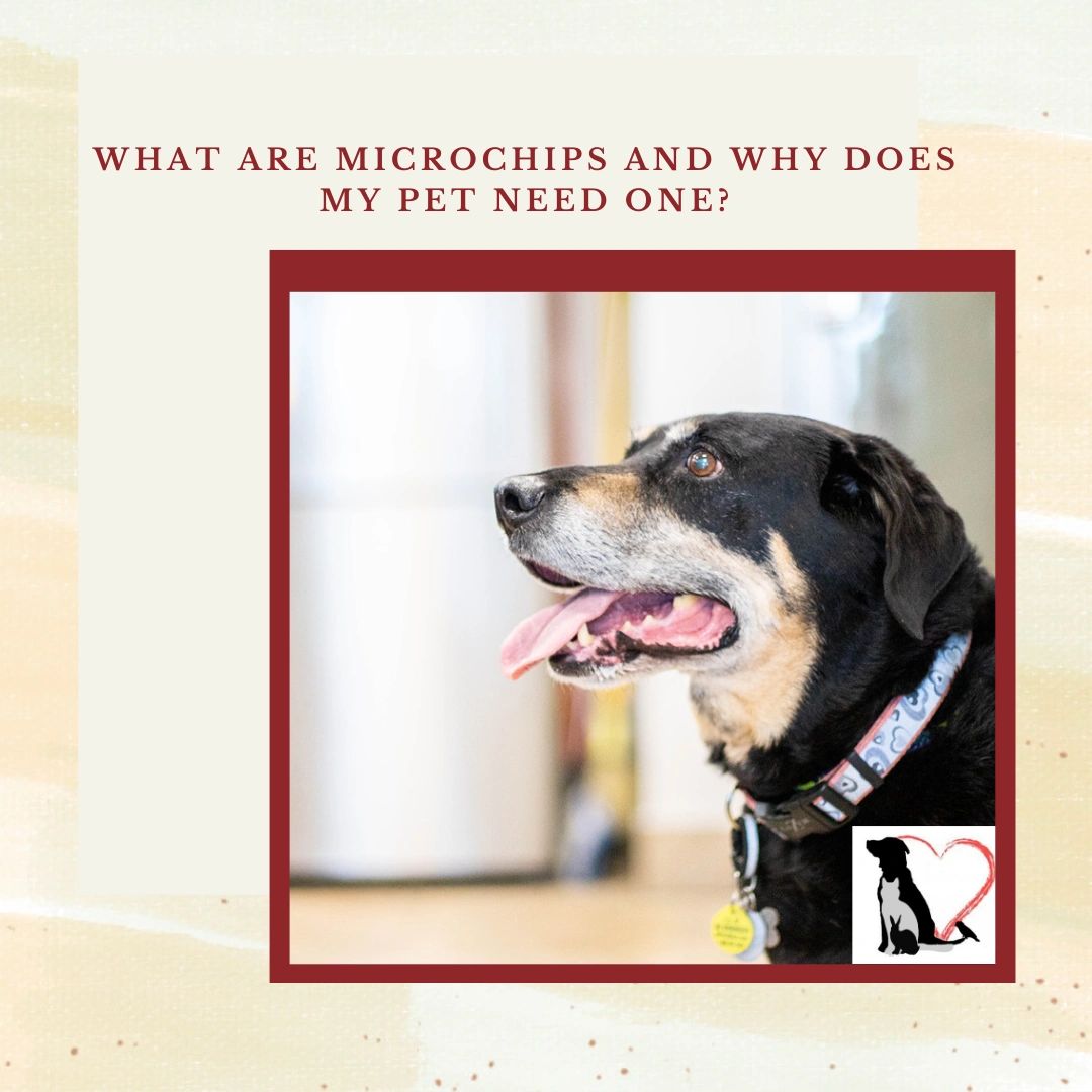 What Are Microchips and Why Does My Pet Need One?