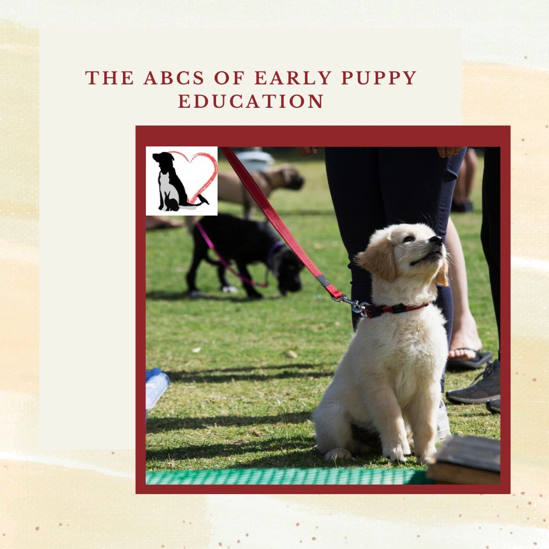 The A B Cs of Early Puppy Education