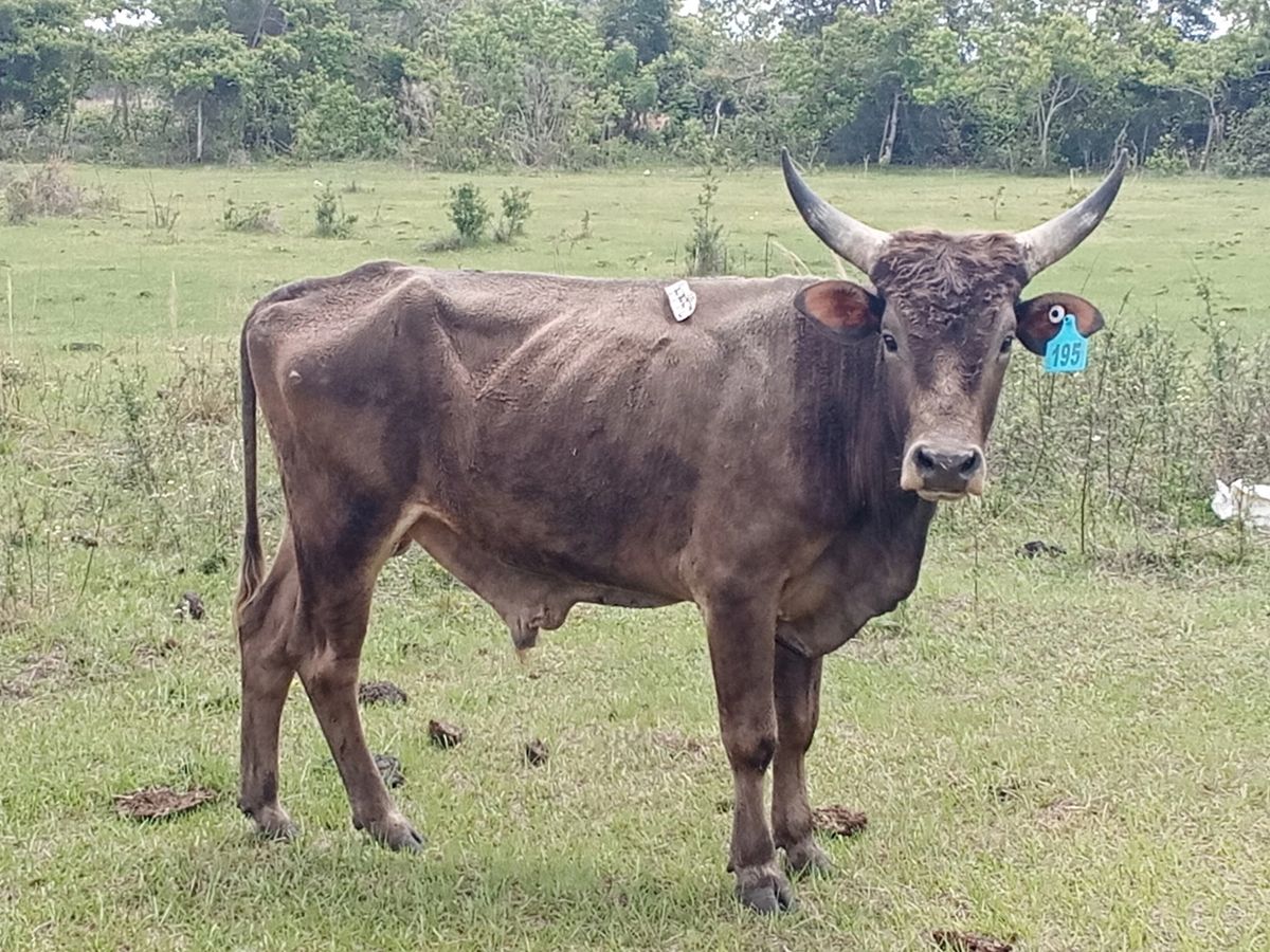 BULL | Ear Tag - Blue 195 *SOLD*