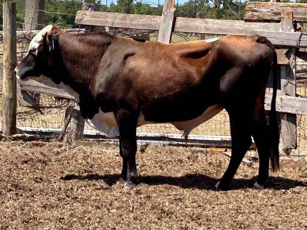 BULL | Ear Tag - Blue 178