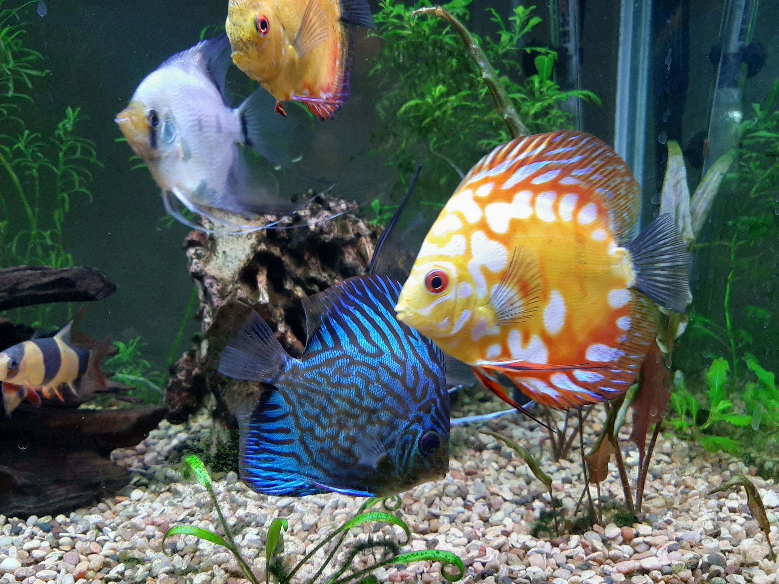 Discus Roomates?
