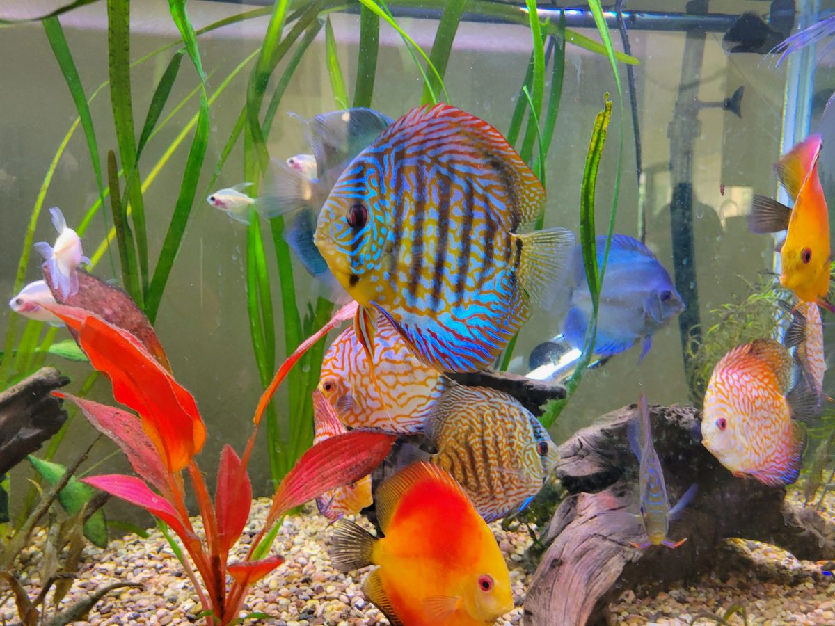 Large Discus