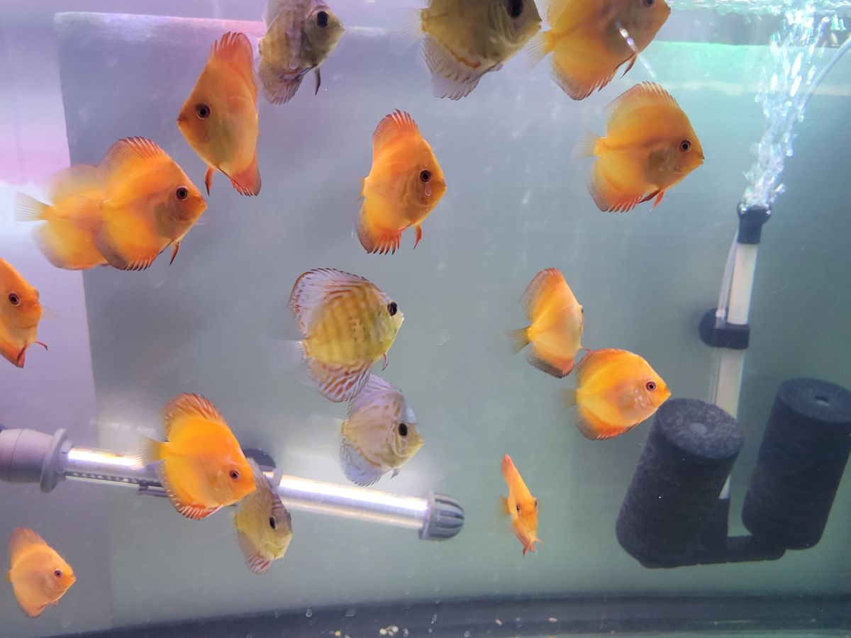 Small Discus
