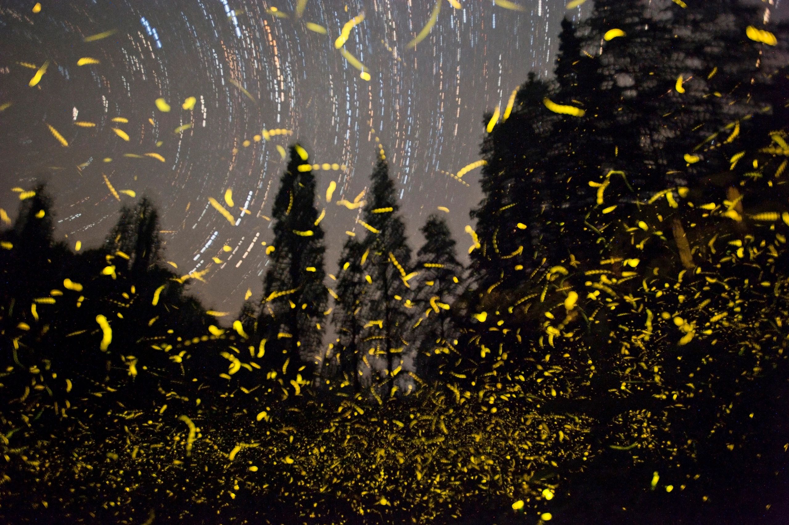 Australian Fireflies | Lesley Ballantyne Fireflies