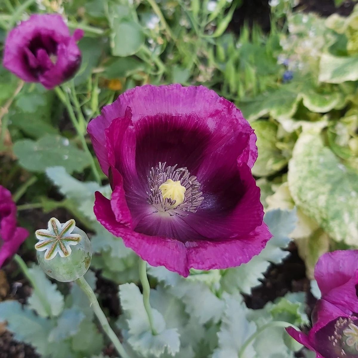 Grape Juice Breadseed Poppy
