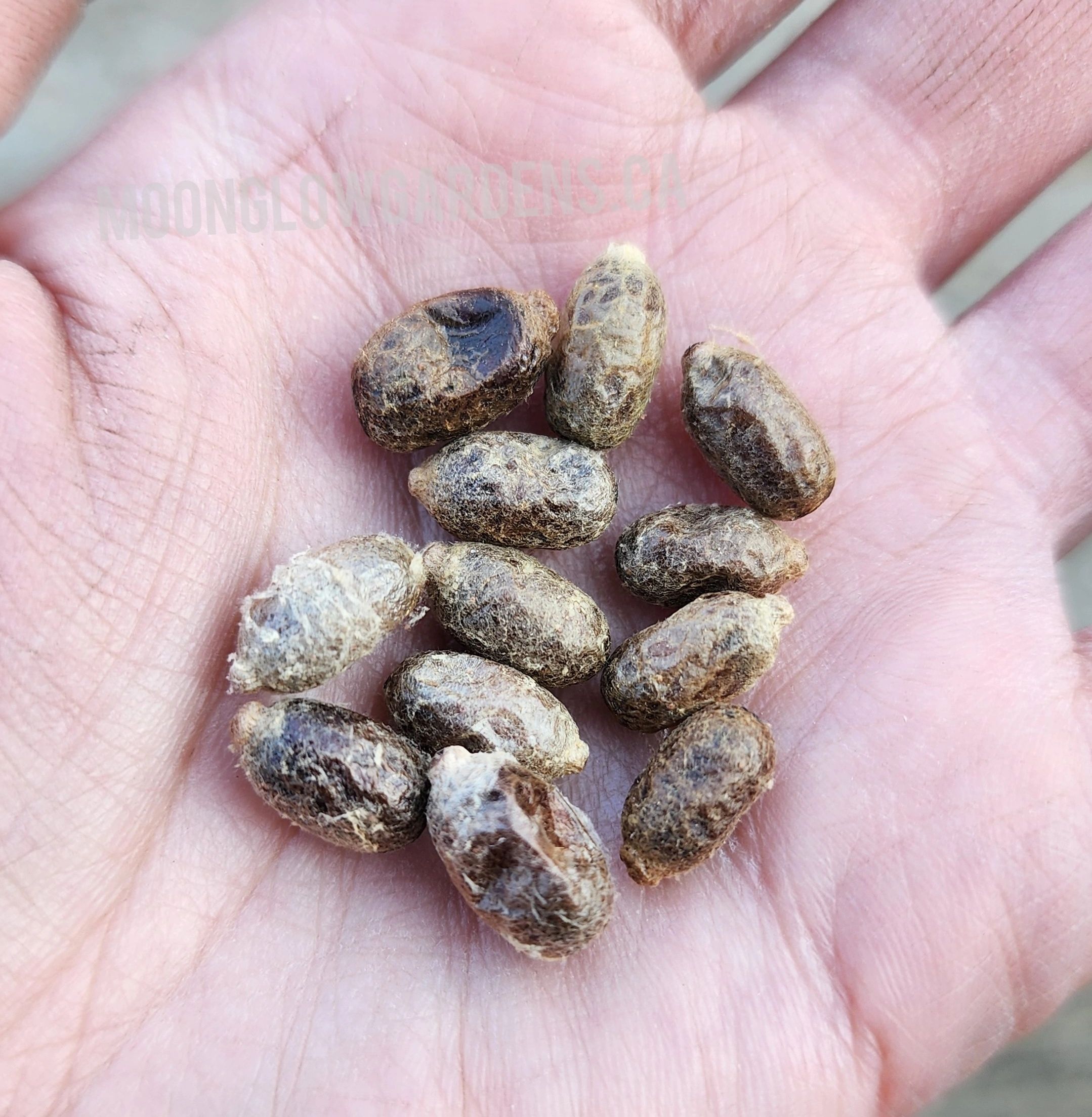 Project: Hatching Mason Bees