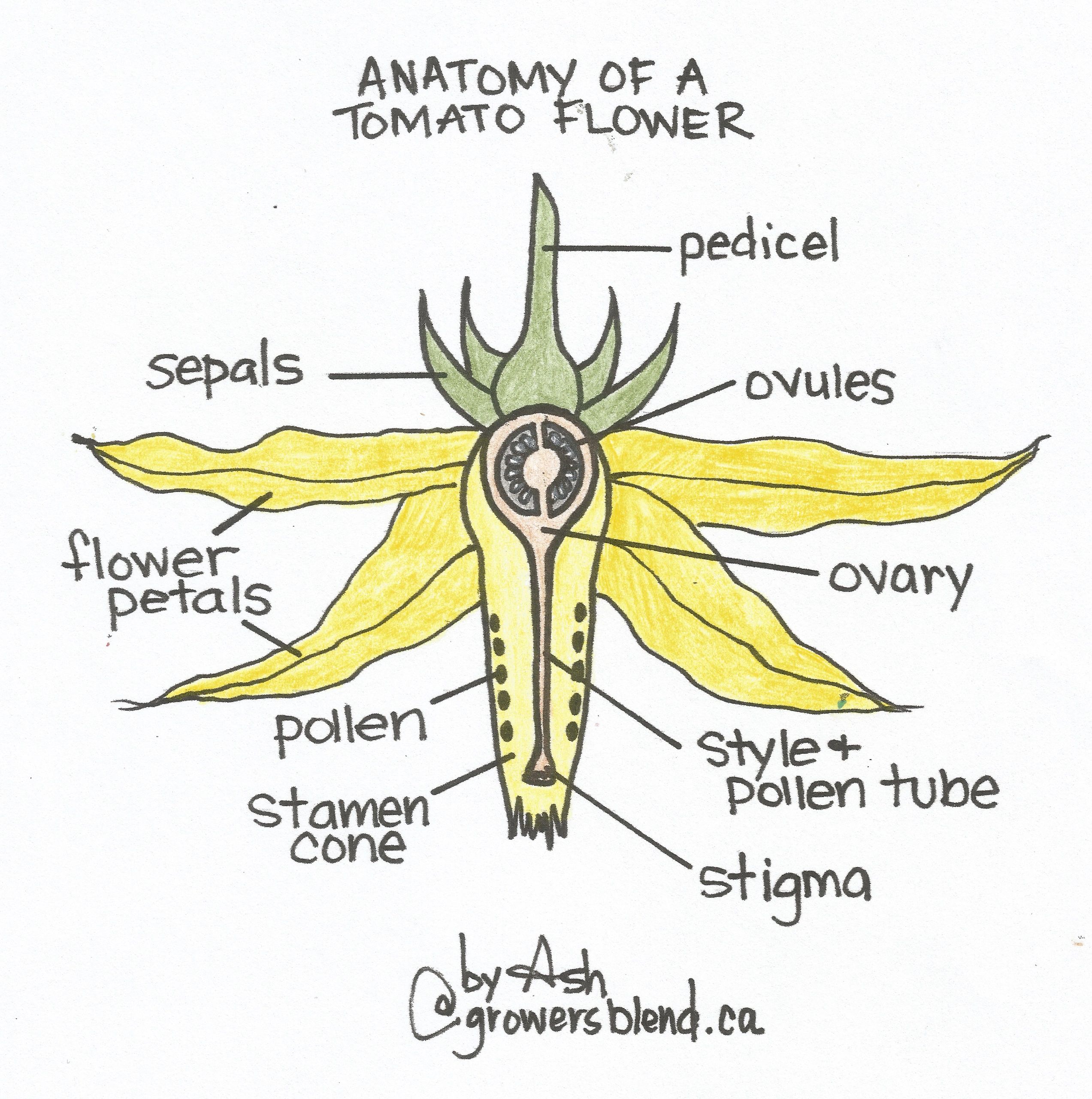 Tomato Flower Diagram