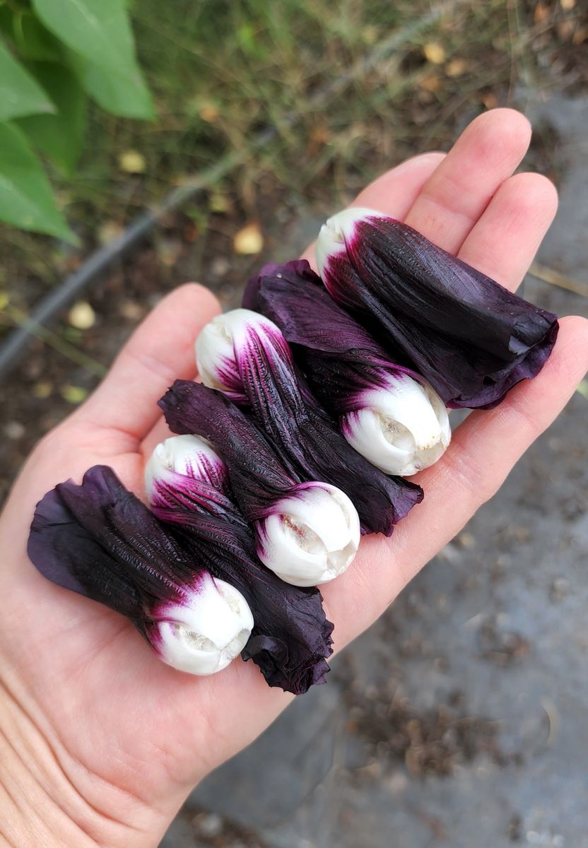 Dried Black Hollyhock Petals (SOLD OUT until Fall 2025)