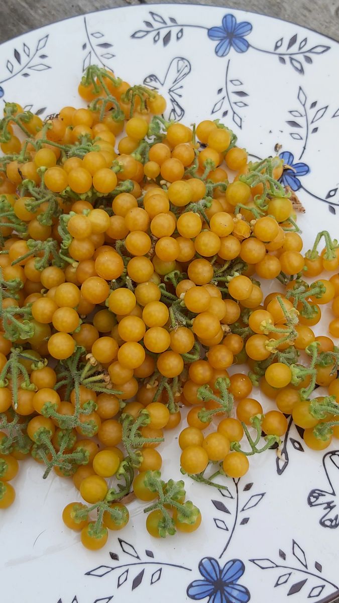 Golden Pearl Berries