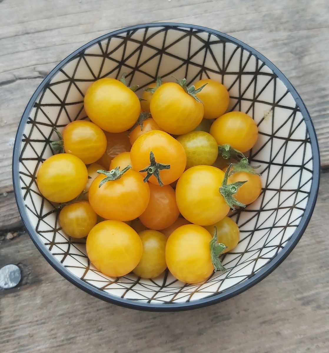 Gemma Microdwarf Tomato AKA Dwarf Space Tomato