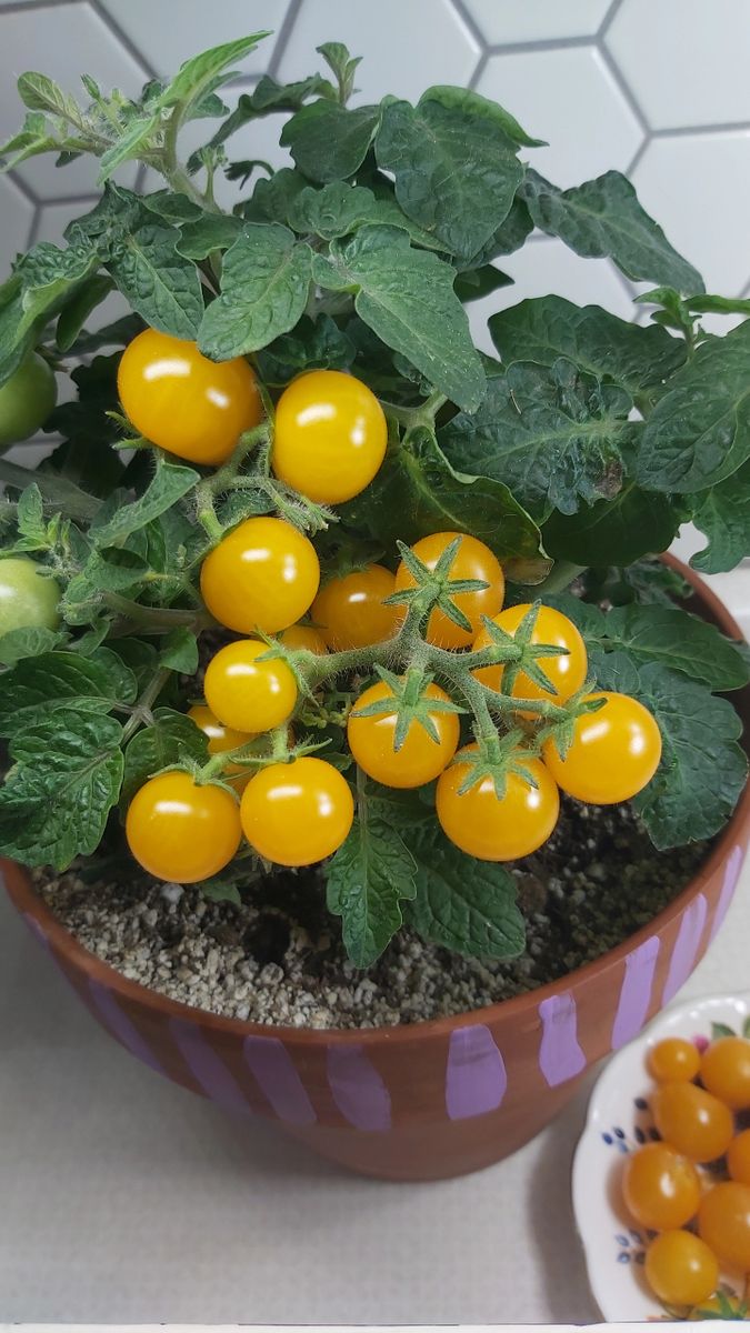 Pinocchio Orange or Pinokkio Oranzhevyj Microdwarf - Restock coming soon!