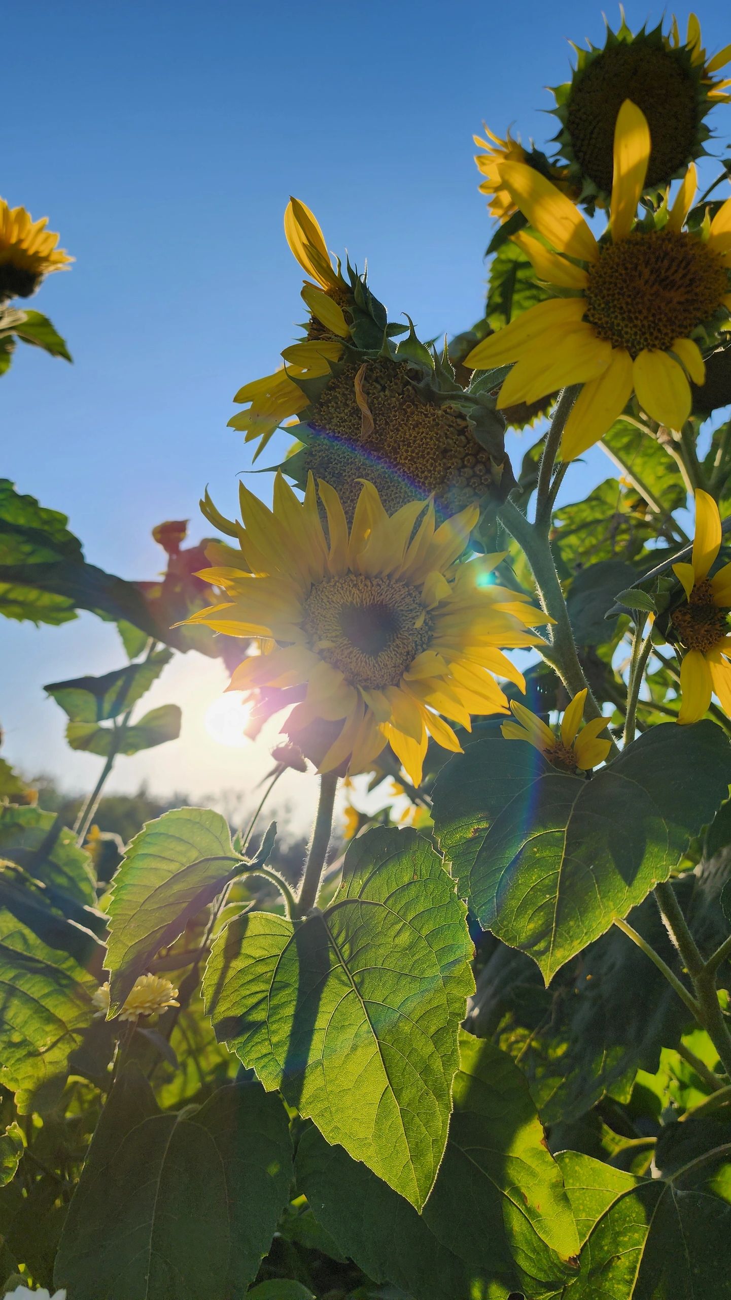 Moonglow Gardens - Garden Seeds, Seeds, Heirloom Seeds