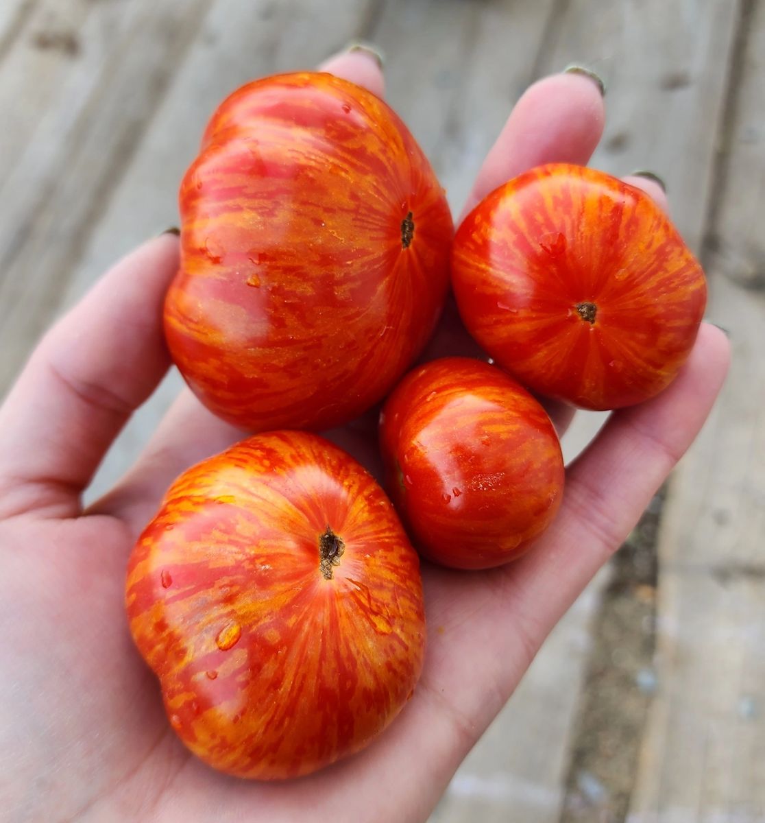 Tiny Tiger Micro Mini Tomato (SOLD OUT for 2025)