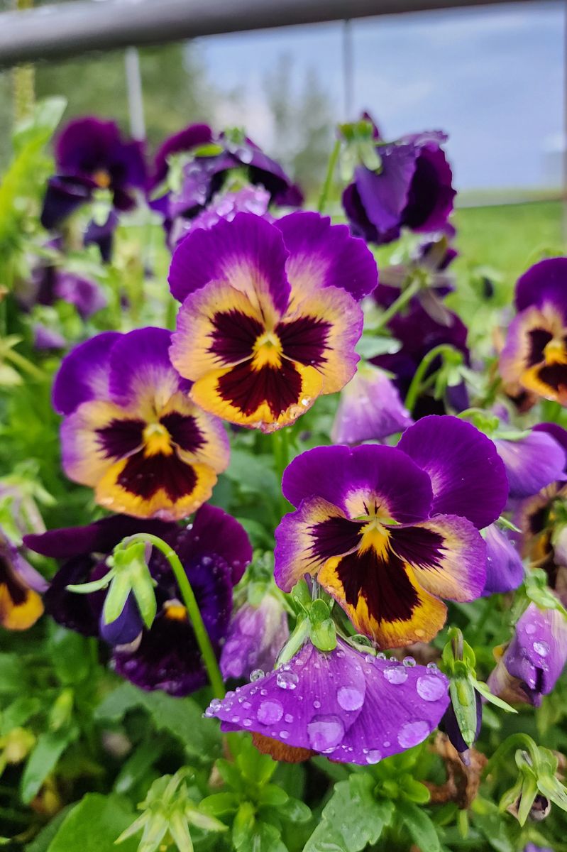 Pansies 'Sweet Friend Blend'