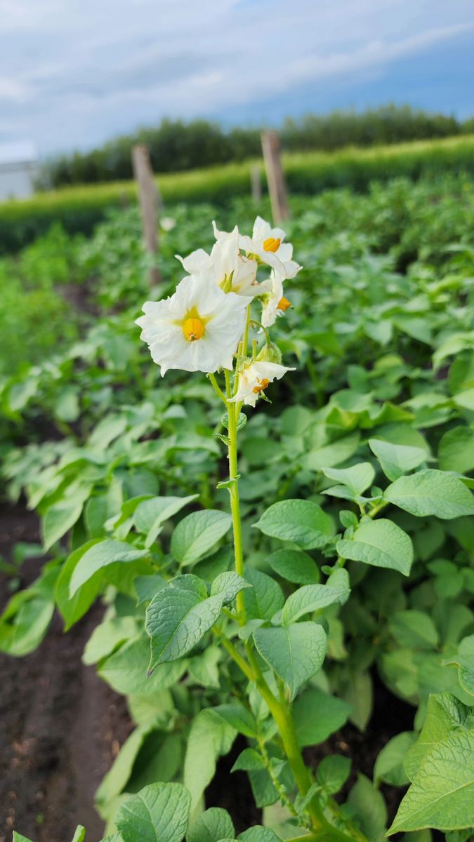 True Diploid Potato Seeds *Develop your own variety!*