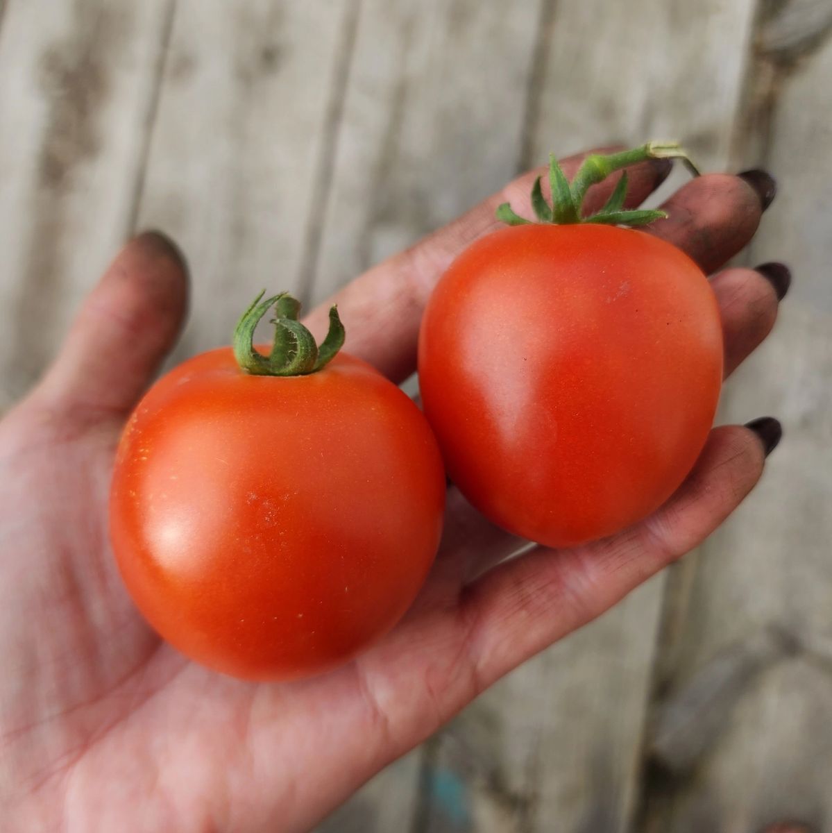 Japanese Dwarf Tomato