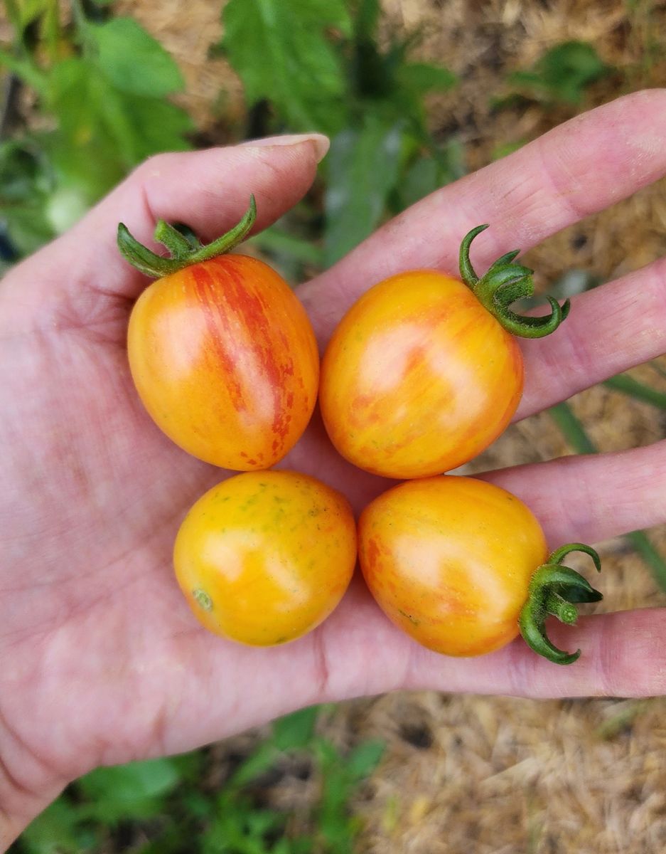 Sunrise Bumblebee Tomato