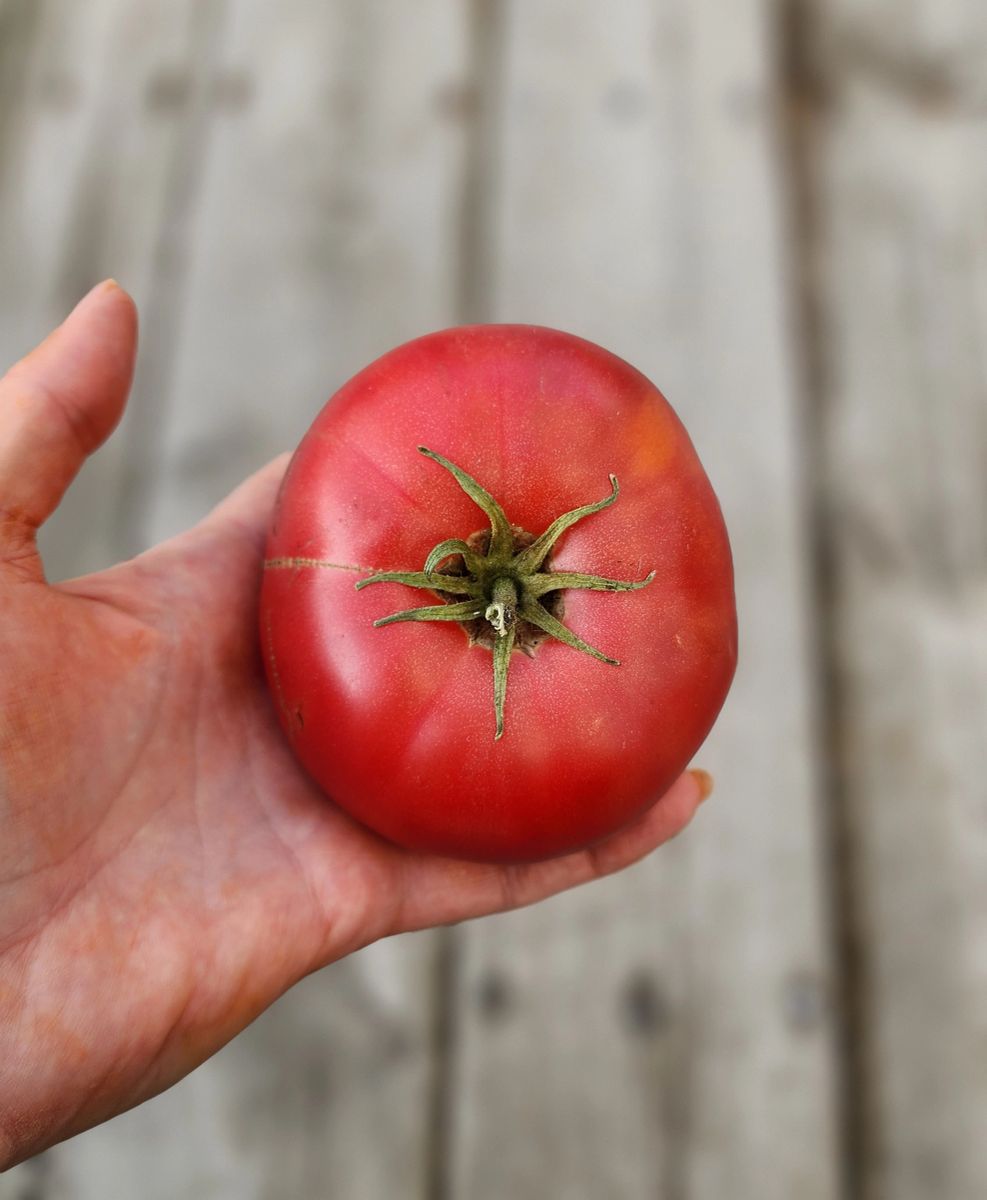Mystic Lady Dwarf Tomato