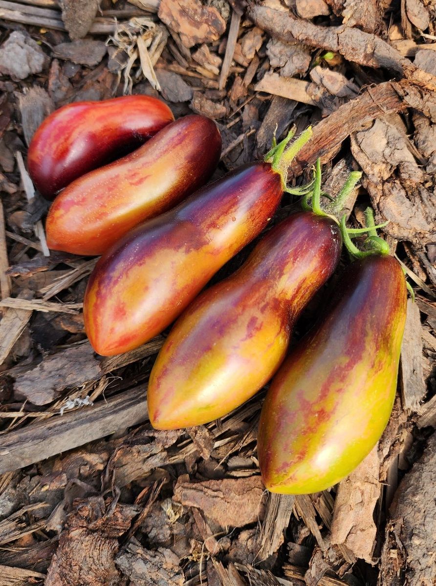 Antho Pink Panther Dwarf Tomato