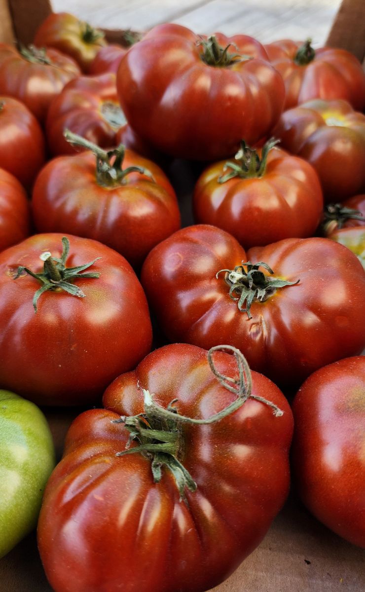 Sleeping Lady Dwarf Tomato