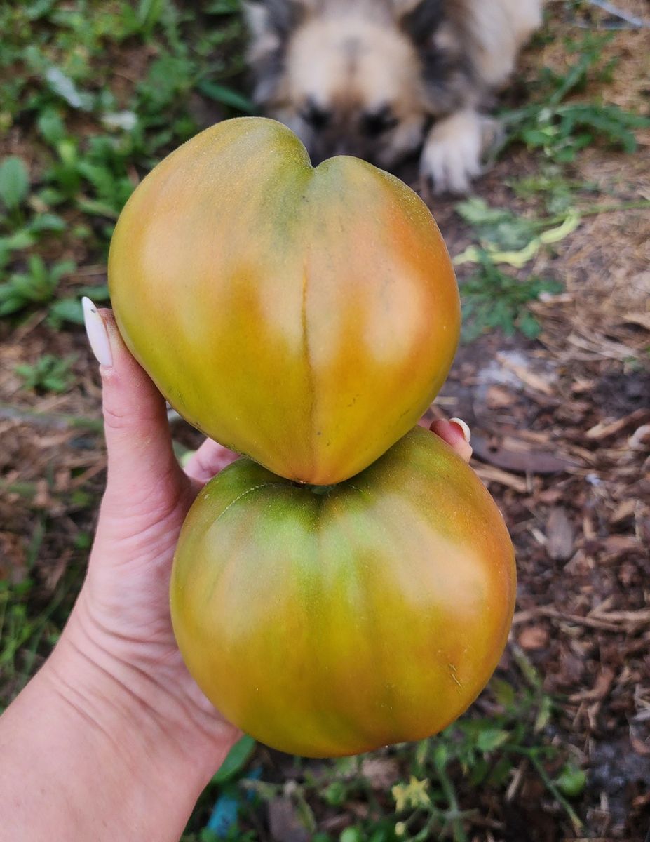 Taiga Tomato (SOLD OUT for 2025)