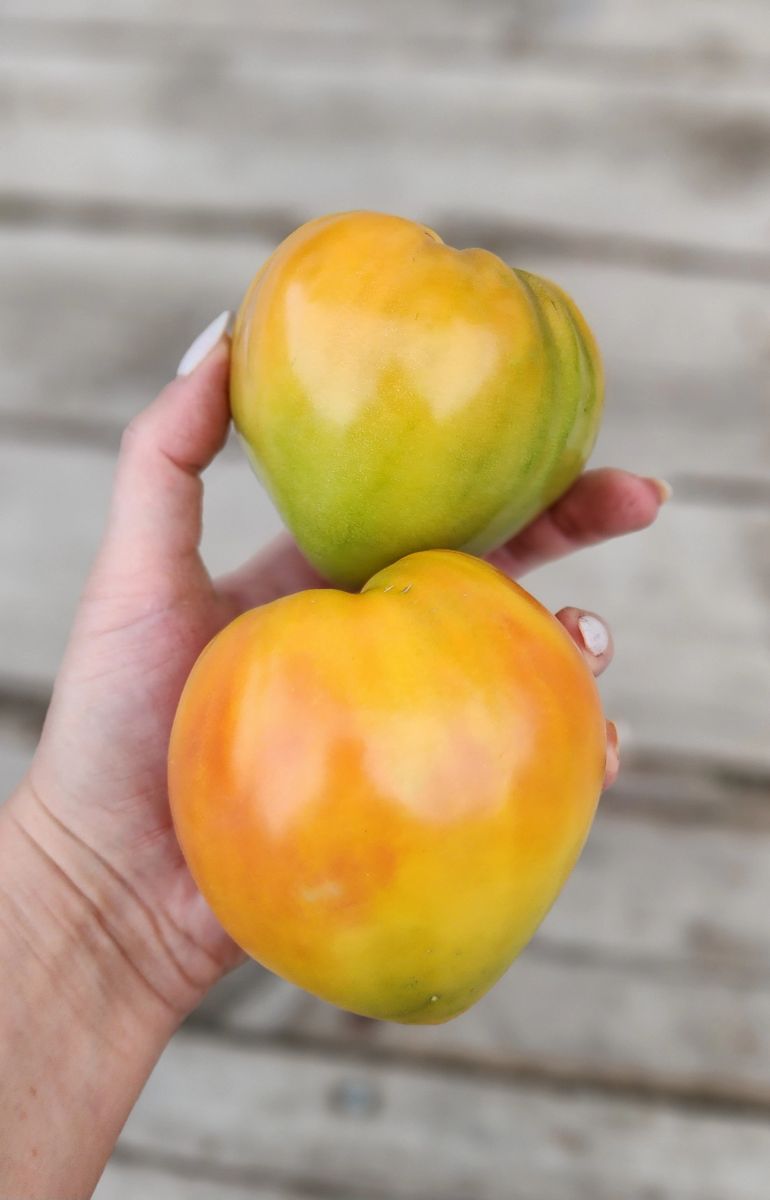 Midnight Sun Tomato (SOLD OUT for 2025)