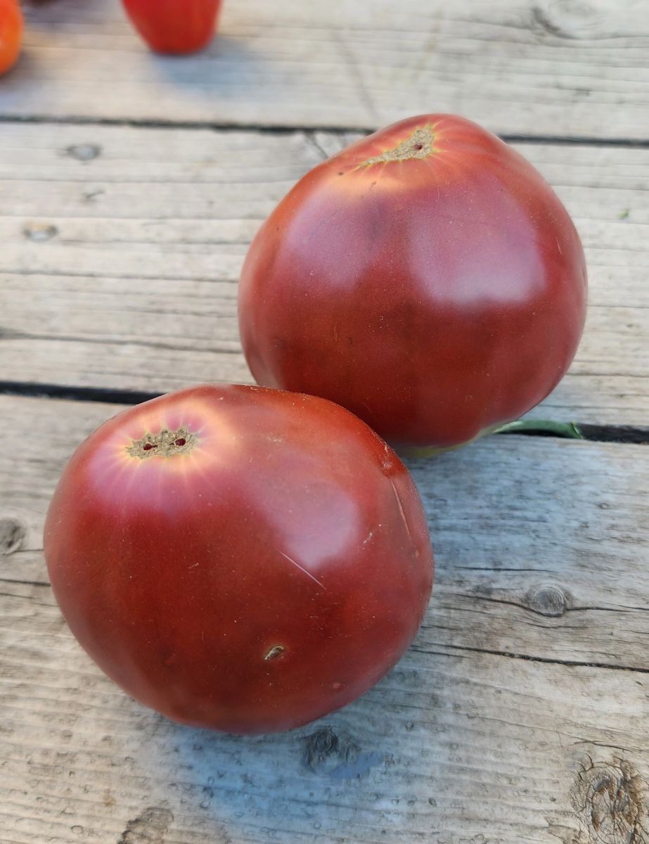 Tundra Tomato