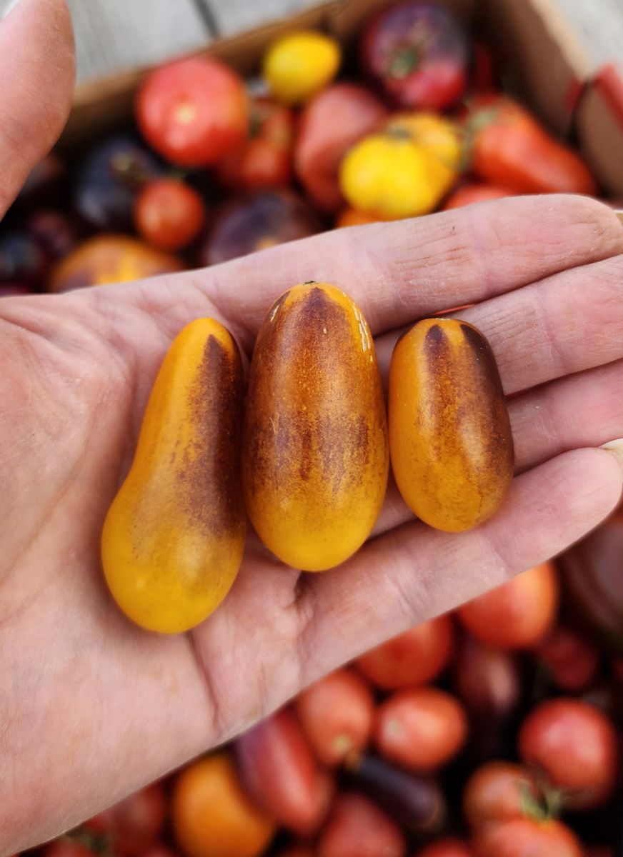 Indigo Pear Drops Tomato