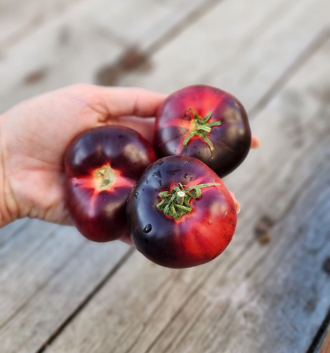 Black Shadow Tomato