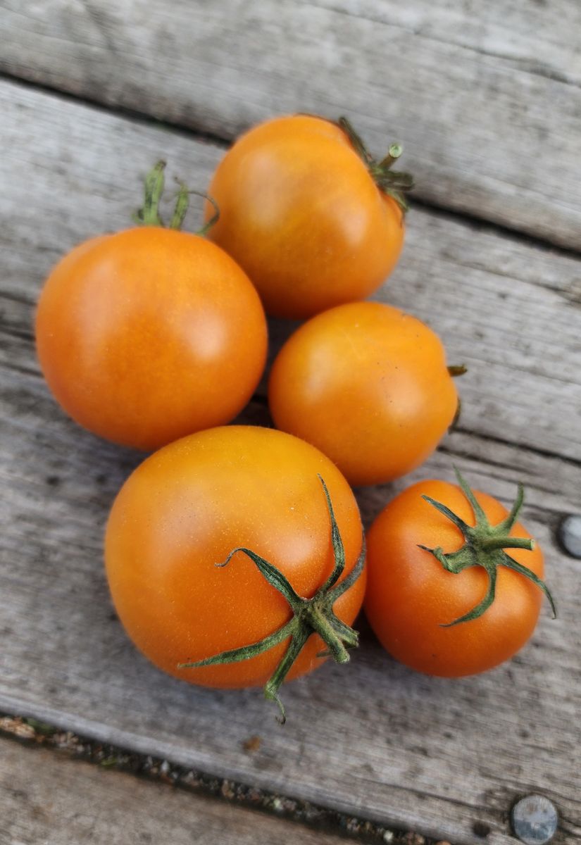 Zlatava Tomato