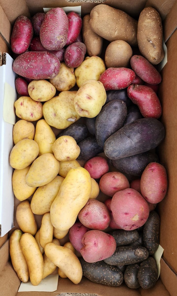 True Diploid Potato Seeds v.5 - Coming Soon!