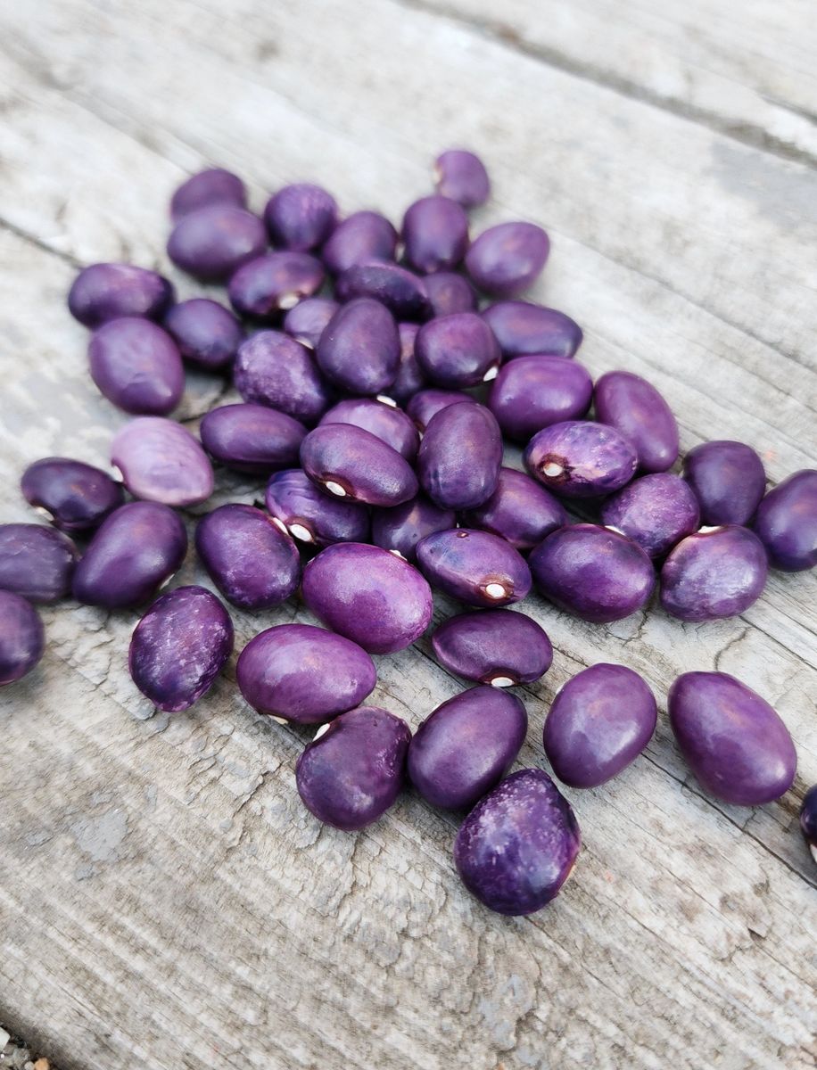 Viola Di Assiago Pole Beans (SOLD OUT FOR 2025)