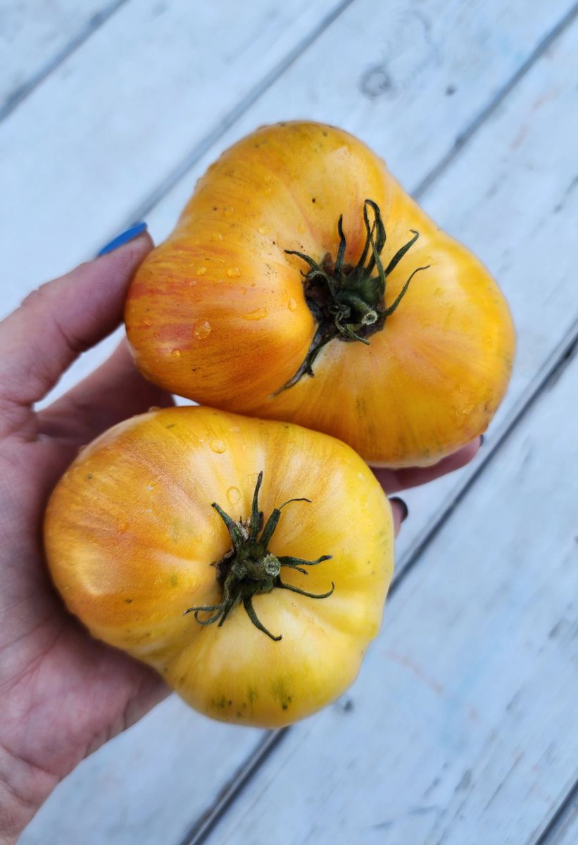 Confetti Dwarf Tomato