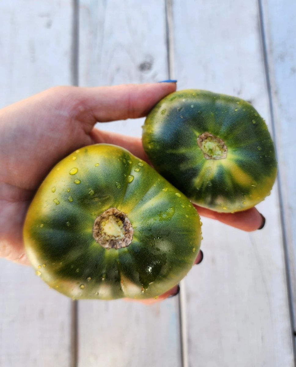 Parfait Dwarf Tomato